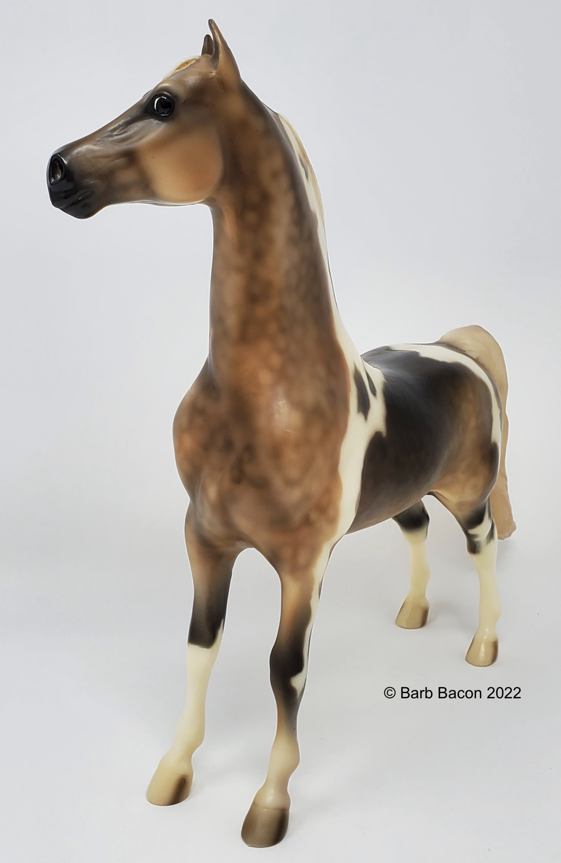 Silver Dapple Bay Tobiano Morgan | StoneHorseRef